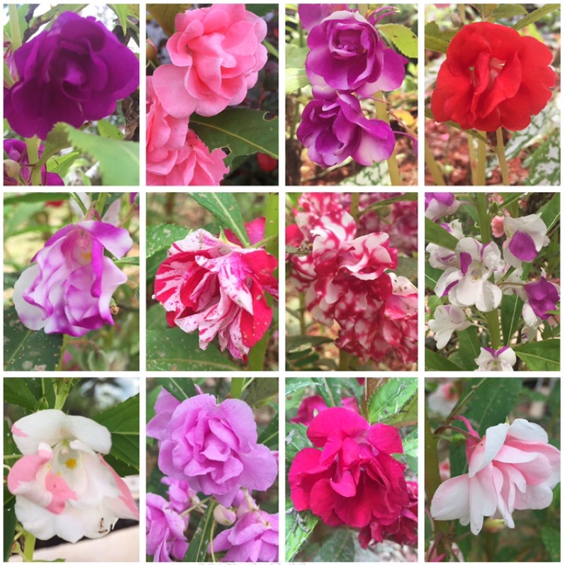 5 Biji Benih Bunga Keembung garden Balsam | Shopee Malaysia