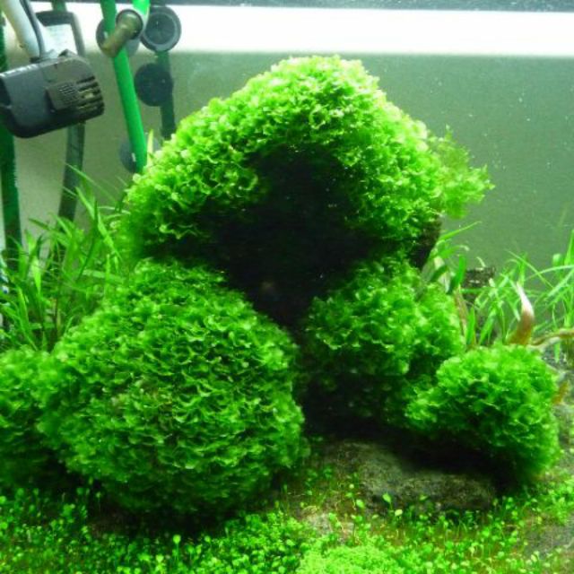 Aquarium Water Plant: Pelia Moss | Shopee Malaysia