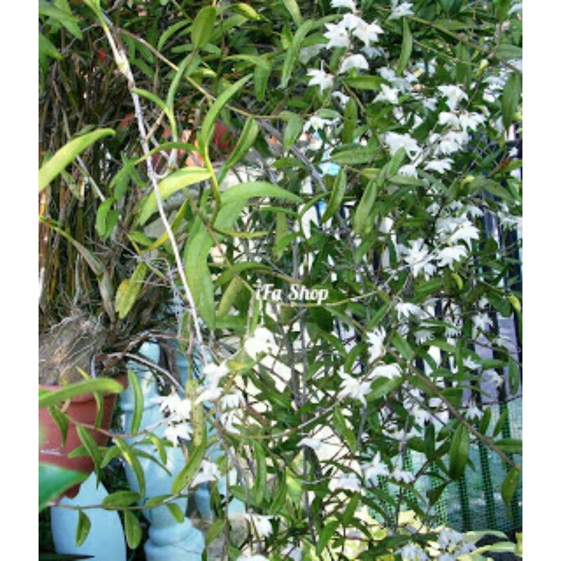 Pokok Orkid Hutan/Merpati Putih/Anggerik/Orkid desa | Shopee Malaysia