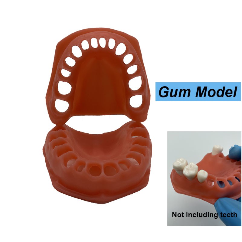 Dental Gum model upper/lower Simulated gums Dentisit Student Learning ...
