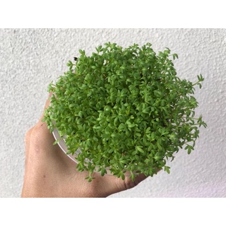 SEEDS Curly Cress / Garden Cress (1.7g | 7g) | Shopee Malaysia