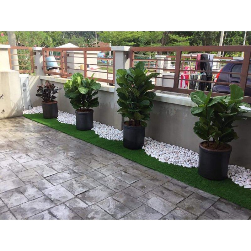 tanam rumput landscape halaman rumah cow grass rumput Mutiara, rumput ...