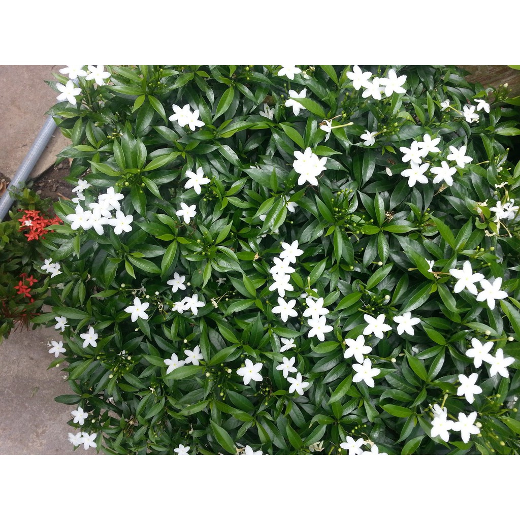ANAK POKOK BUNGA / Pokok Ervatamia Dwarf Jasmine / Pokok bunga jaleti ...