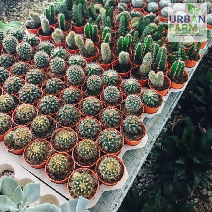 READY STOCK Real Live Cactus Pokok Hidup Cacti Kaktus | Shopee Malaysia