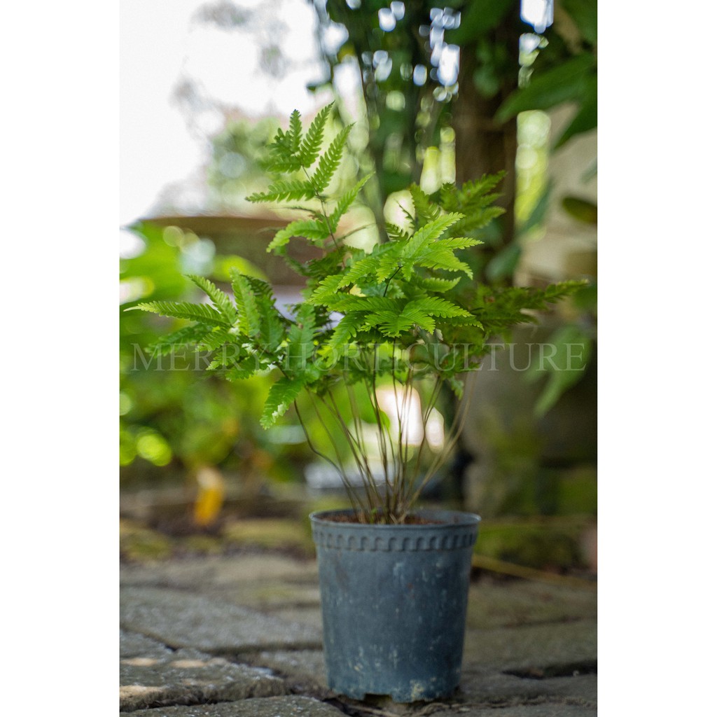 Humata Tyermanii Fern 杯盖阴石蕨 (P180) - Real plant | Shopee Malaysia