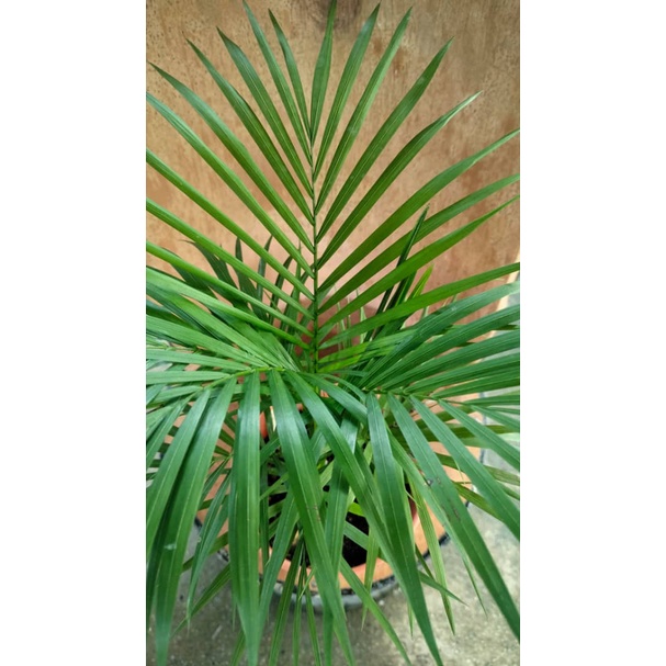 indoor plant / Outdoor Plant Tall Java Jawa Palm by MGL PLANT | Shopee ...