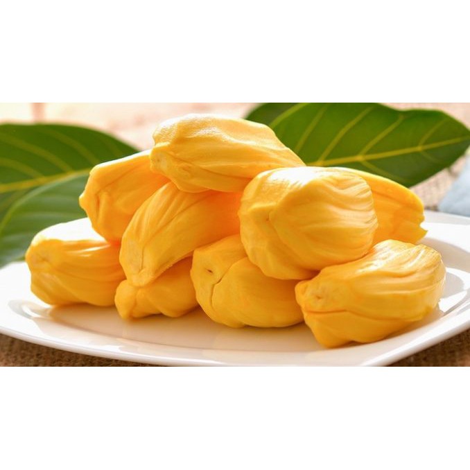 Pokok Nangka madu J33 Hybrid ./ Honey Jackfruit Tree | Shopee Malaysia
