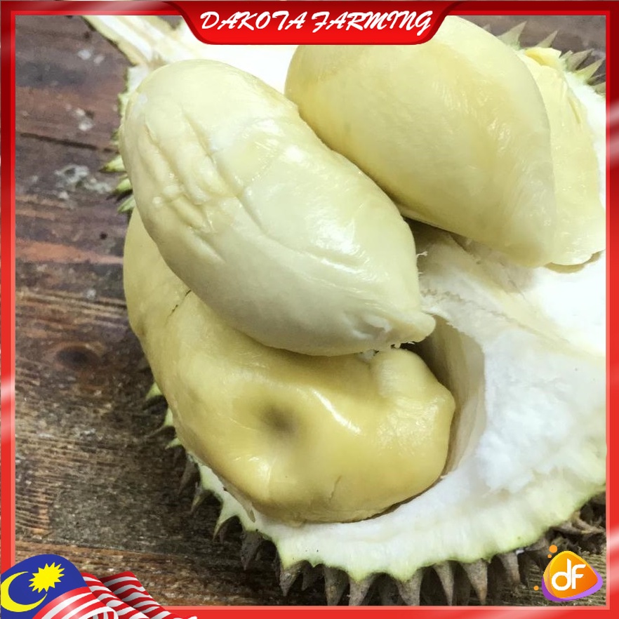 Anak Pokok Durian D24 Sultan King Import Dari Thailand | Shopee Malaysia