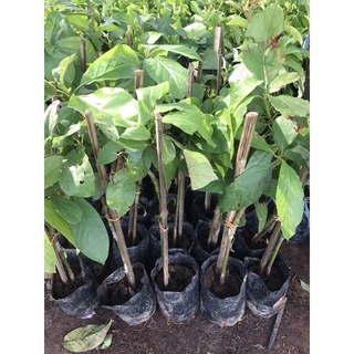 ANAK POKOK AVOCADO MENTEGA HYBRID (STOK TERHAD) | Shopee Malaysia