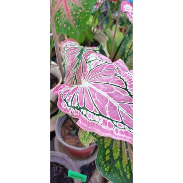 aneka pokok keladi tempatan | Shopee Malaysia