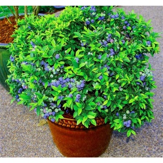 30 Pcs/Seeds Blueberry Seeds Practical Food Planting Outdoor Planting ...
