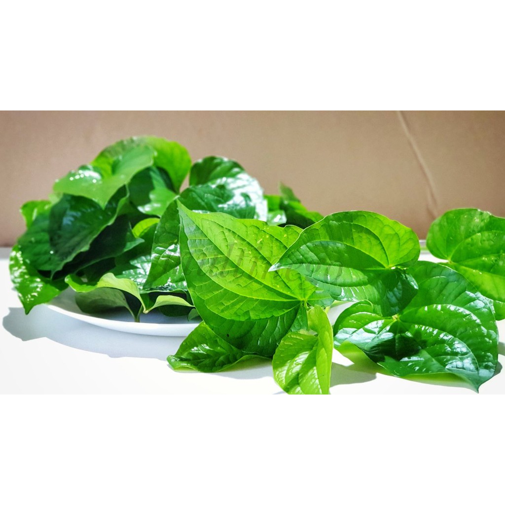 Daun Kaduk/Sireh Kaduk/Daun Miang Kham Miangkham/Daun Masak Lemak 15 ...