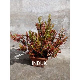 Pokok Bunga Lipan Merah/Devil's back bone/pokok bunga murah/viral ...