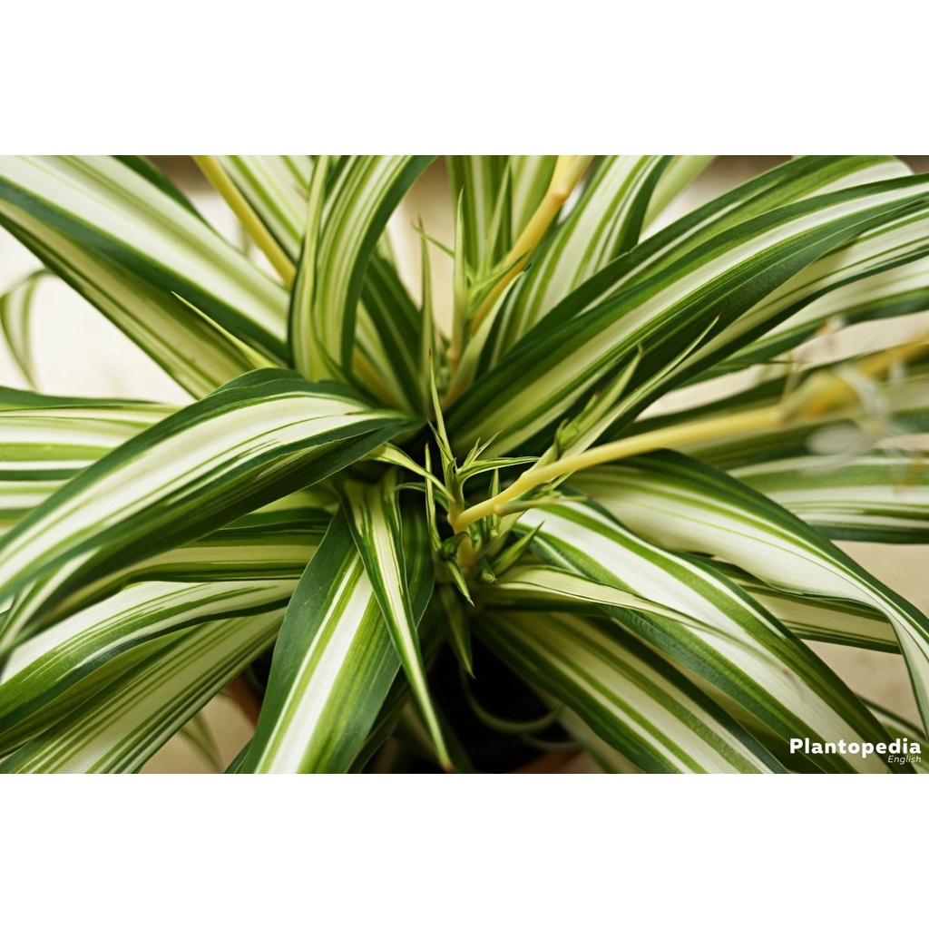 POKOK SPIDER PLANT/CHLOROPHYTUM COMOSUM | Shopee Malaysia