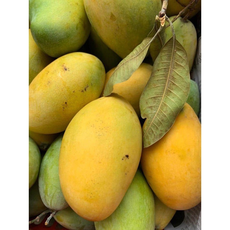 MANGGA SUSU / PAUH SUSU / PAMA SUSU / MANGGA MASAK MANIS LETING ...