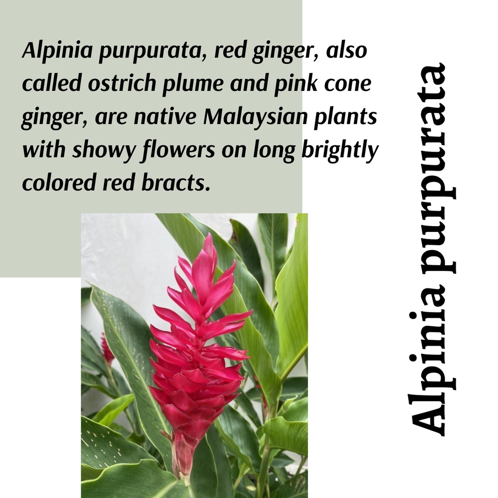 (Real Plant) Alpinia Purpurata Red Ginger pokok halia merah hidup live ...