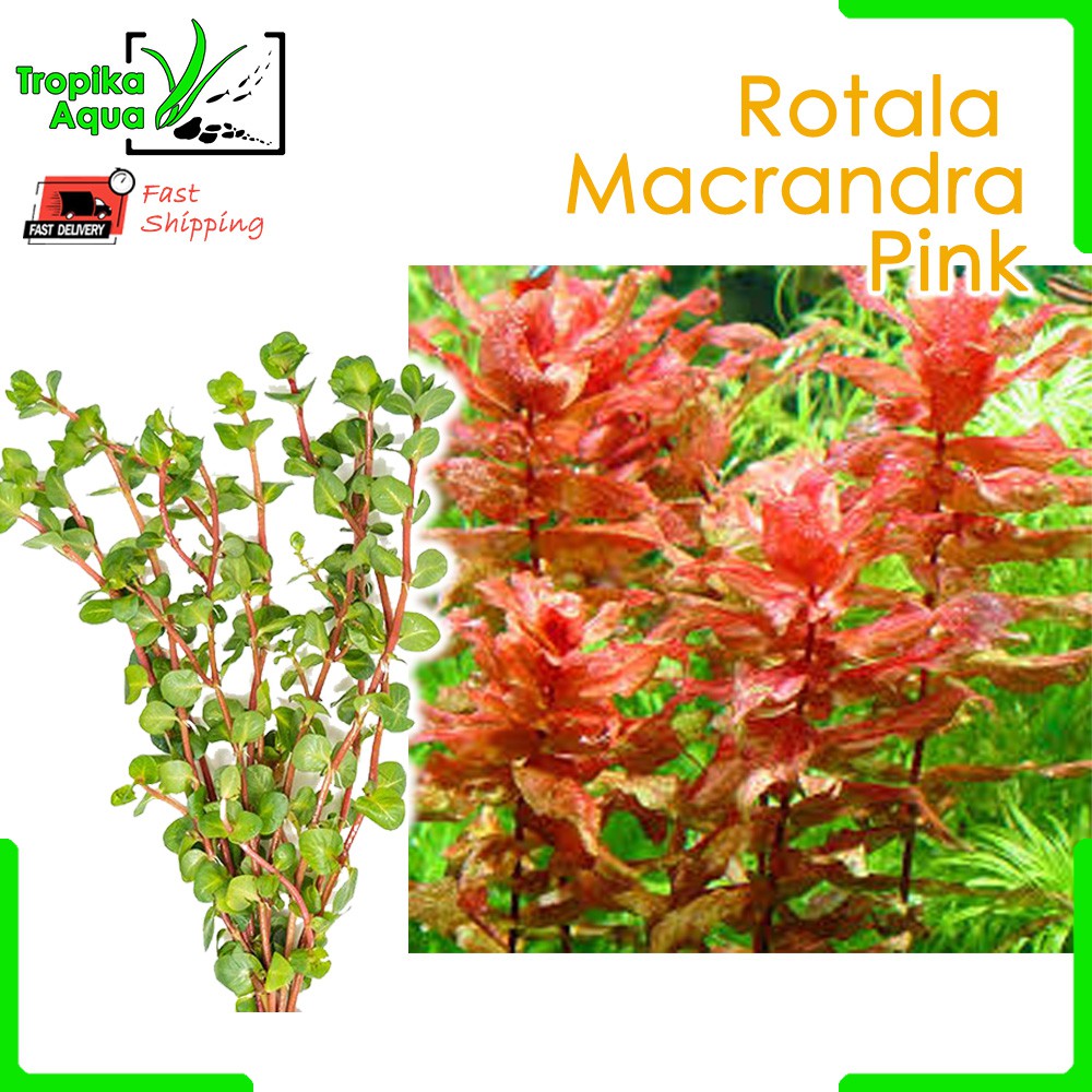 Rotala Macrandra Pink - Shrimp Safe Snail Free aquarium aquascaping ...