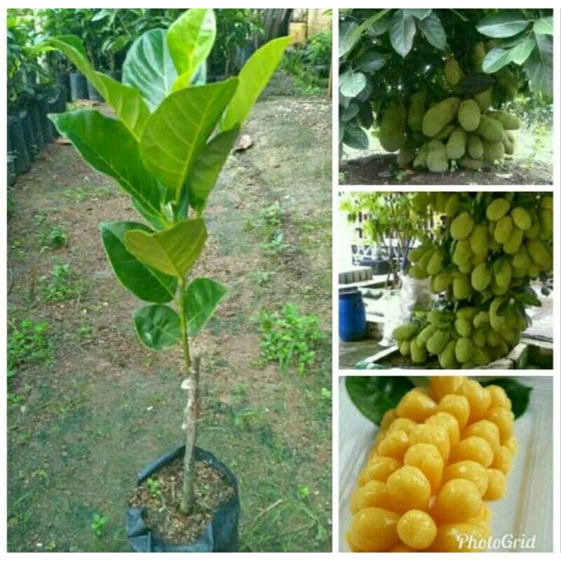 Cempedak nangka / pokok cempedak nangka / pokok cempedak nangka berbuah ...