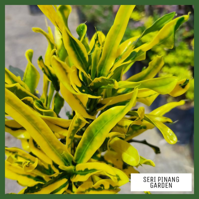 POKOK PUDING CODIAEUM VARIEGATUM CROTON KUNING HIJAU | Shopee Malaysia