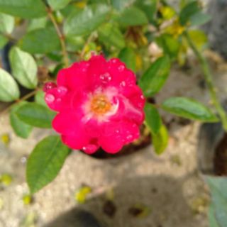 Pokok Bunga Ros Tahan Panas - Baka Thai | Shopee Malaysia