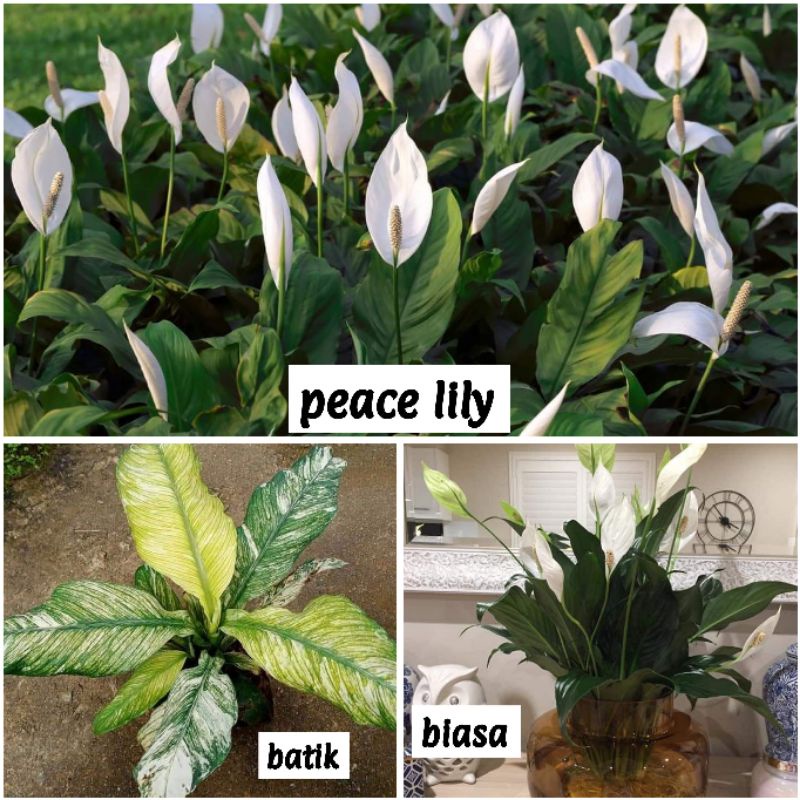 Pokok peace lily batik variegated hiasan daun indoor outdoor real plant ...