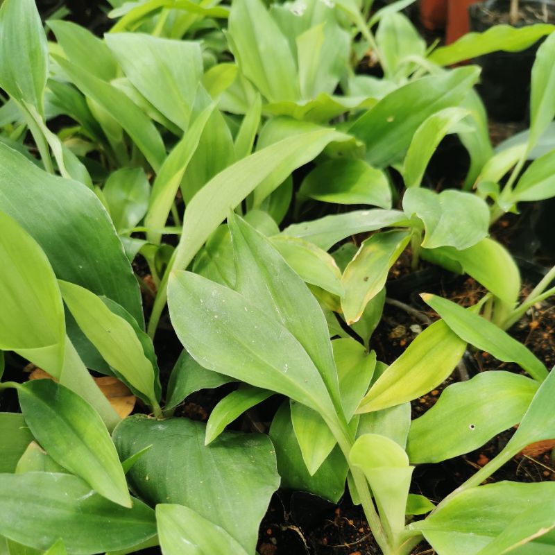 Anak pokok kencur atau cekur | Shopee Malaysia