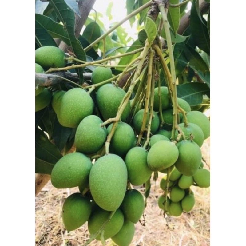 BUAH STAR / BUAH MANGGA / ASAM COLEK | Shopee Malaysia