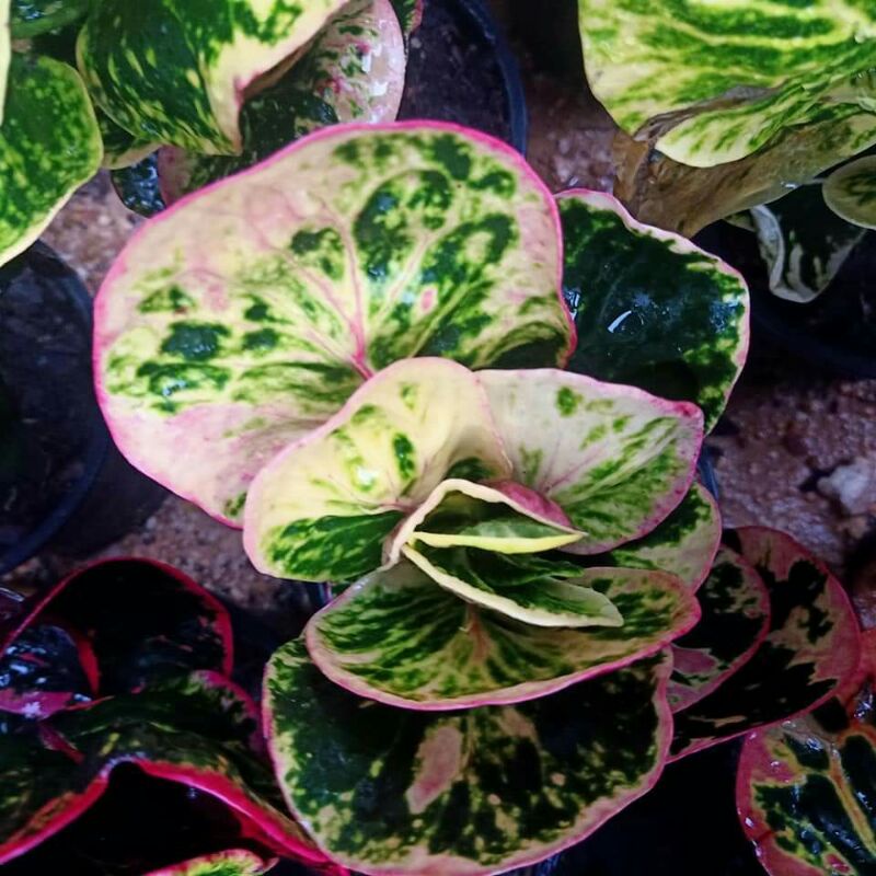 Pokok Puding Siam (pokok bunga) | Shopee Malaysia