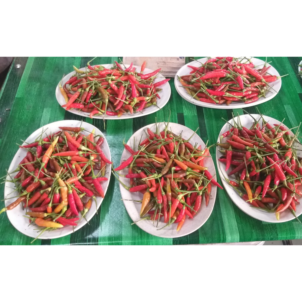 Sarawak Fresh Chilli Padi (200gm) | Shopee Malaysia