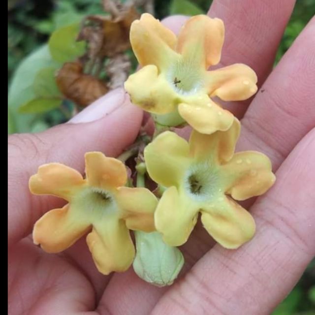 Bunga wangi bunga tongkeng | Shopee Malaysia