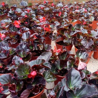Anak Pokok Bunga Begonia Merah Red Viking Begonia Flower Plants Live ...