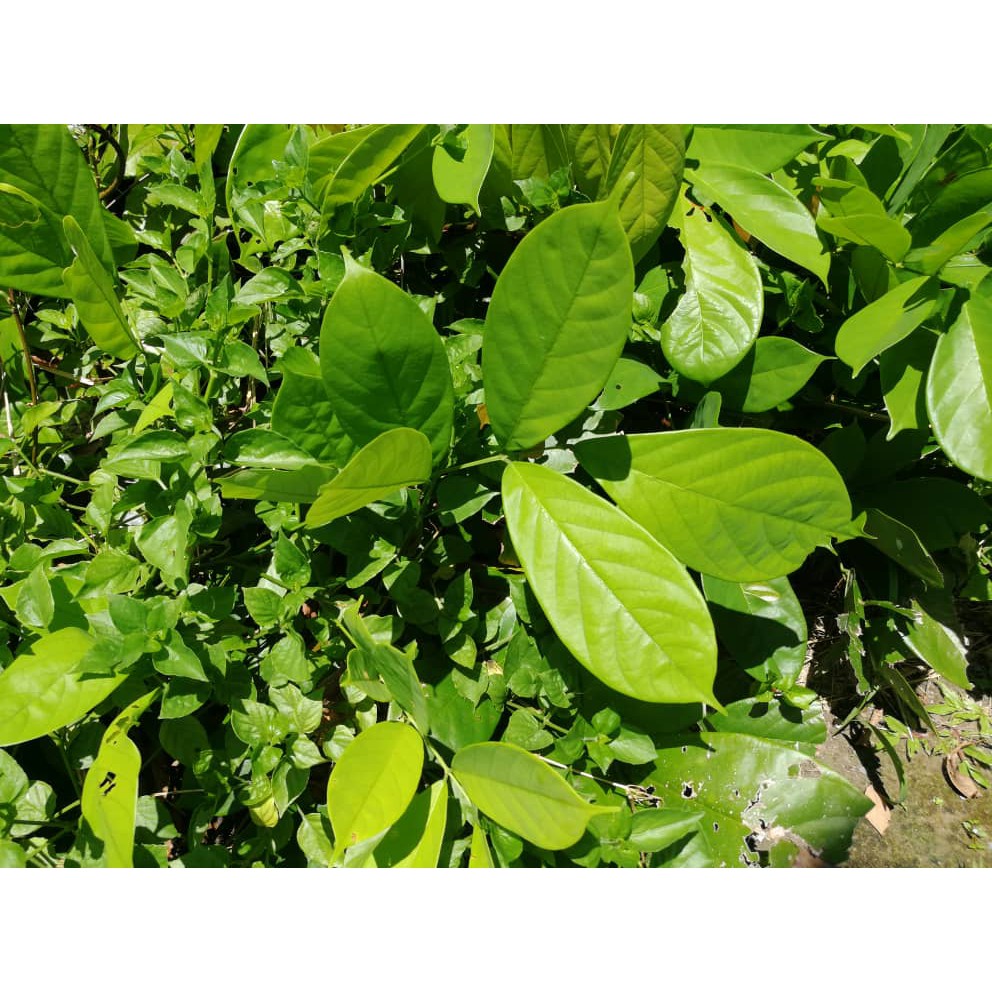 Derris elliptica sapling / Anak Pokok Akar Tuba | Shopee Malaysia