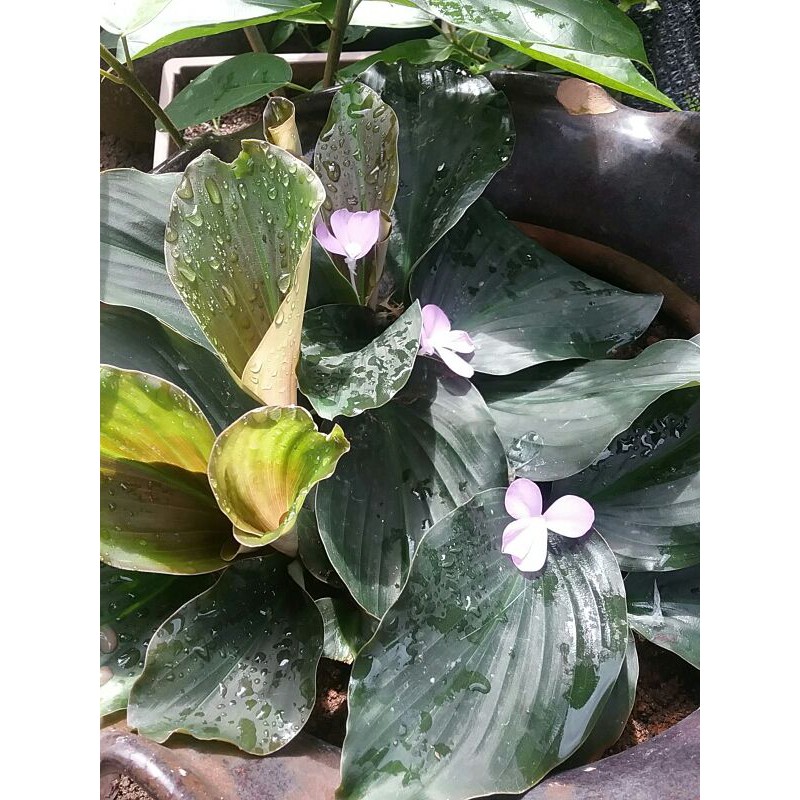 READY STOCK- ANAK POKOK CEKUR HITAM(tanpa tanah dan polibeg) | Shopee ...