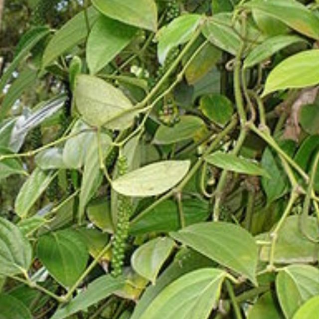 Anak pokok lada hitam | Shopee Malaysia