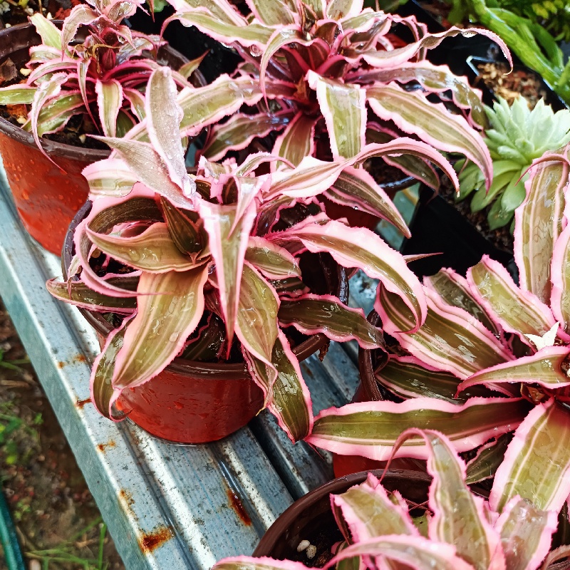 Pink Cryptanthus Bromeliad Outdoor Plant Real Live Succulent Pokok ...
