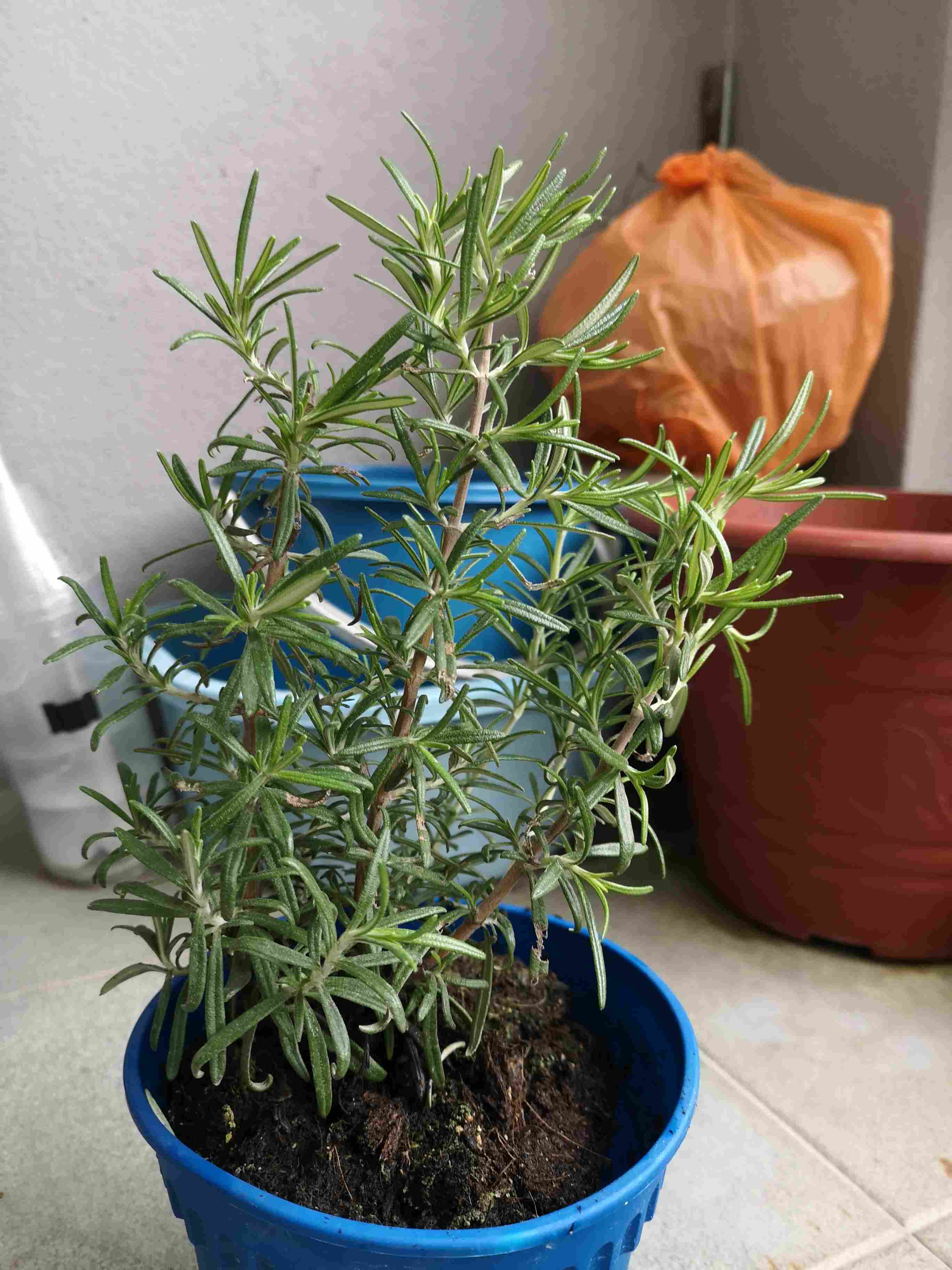 Anak Pokok Pudina Mint Real Live Plant Mint Flower Potted Plant Pokok ...