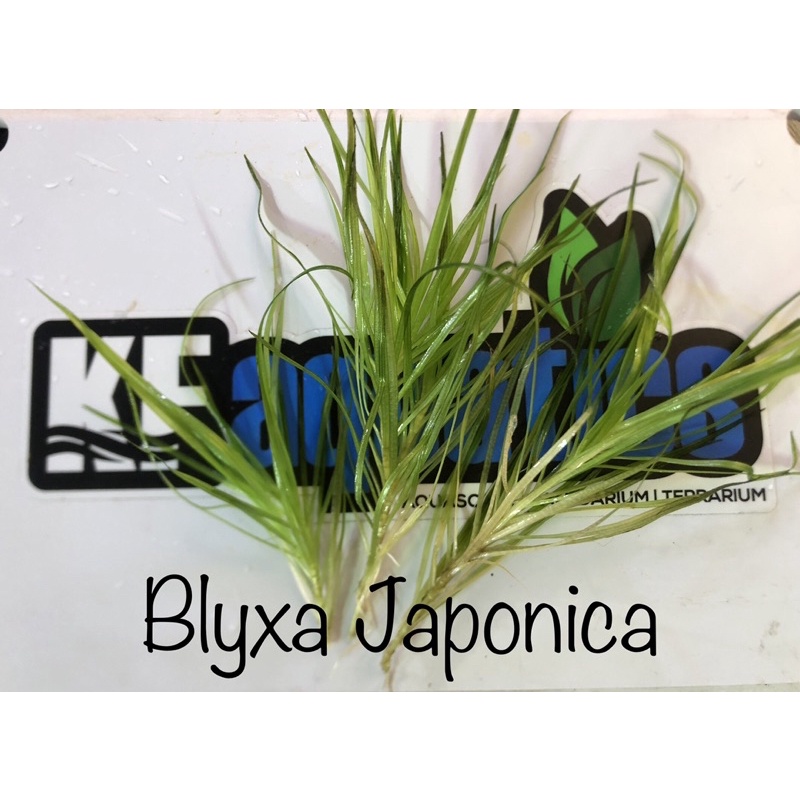 Blyxa Japonica Fresh Trim (3 Stalk) | Shopee Malaysia