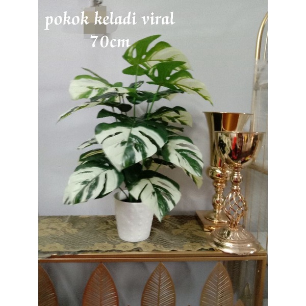 pokok monstera + pasu putih.. | Shopee Malaysia