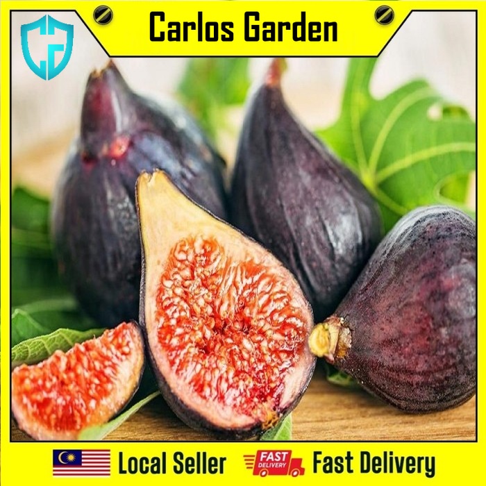 Anak Pokok Tin BTM6 Fig Pokok Stabil Import Dari Thailand | Shopee Malaysia