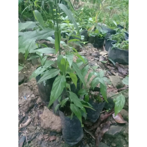 Pokok belalai gajah. #hanyayangfresh | Shopee Malaysia