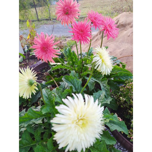 Anak pokok daisy kampung | Shopee Malaysia