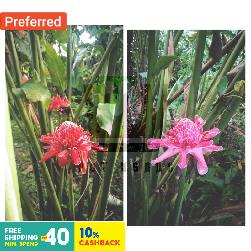Benih Anak Pokok Rizom Kantan Merah/Pink | Shopee Malaysia Benih Anak Pokok Rizom Kantan Merah/Pink | Shopee Malaysia
