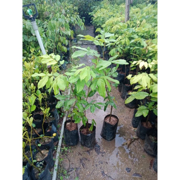 benih pokok rambutan sekolah | Shopee Malaysia
