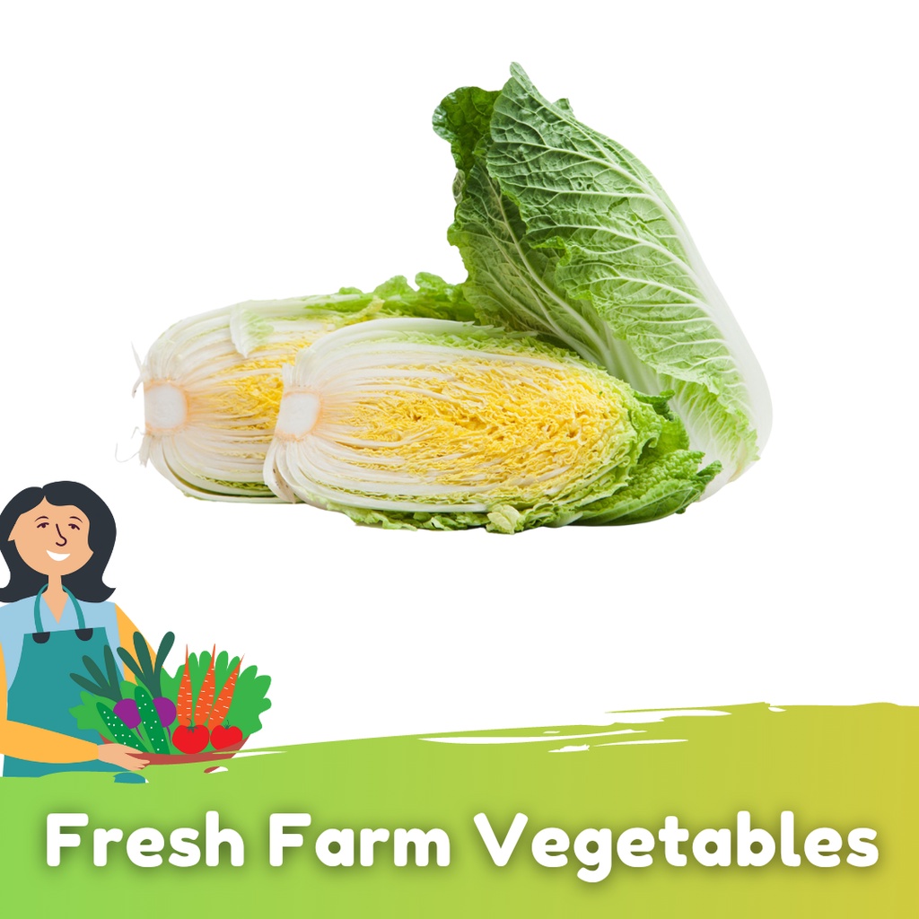 Kobis Panjang / Chinese Cabbage (1kg+/-) | Shopee Malaysia