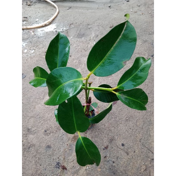 Anak Pokok Manggis Ori Thailand Hybrid | Shopee Malaysia