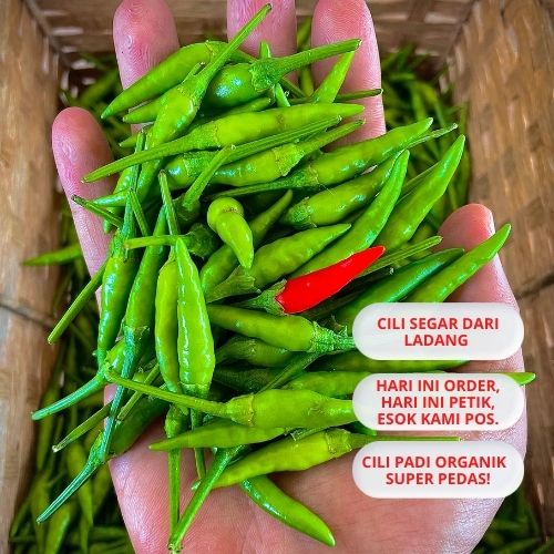 Cili Padi Segar dari Ladang Fara Organic | Shopee Malaysia