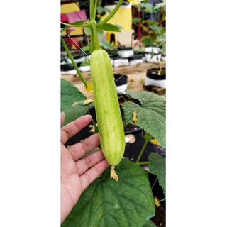 [FRESH VEGETABL] Timun Ulam Cucumber Segar Dari Ladang 1kg | Shopee ...