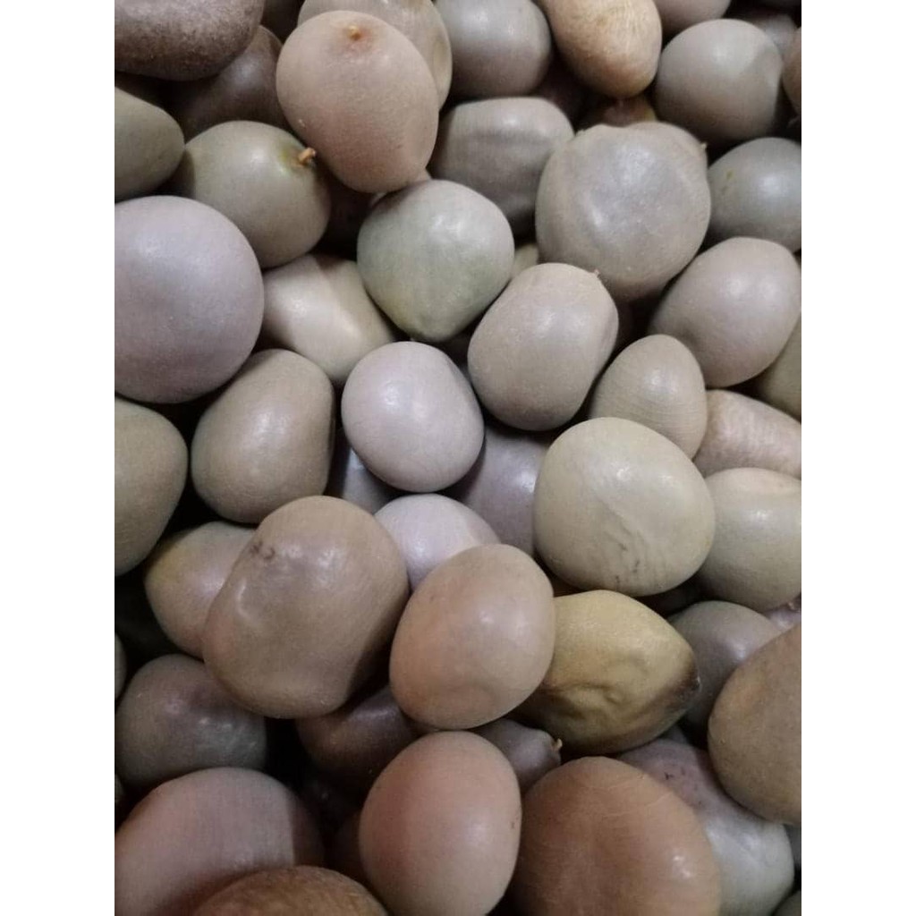 6 BIJI / BUAH GOREK / BIJI GOREK / GOREK | Shopee Malaysia