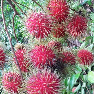 Anak Pokok Rambutan Jarum Mas | Shopee Malaysia