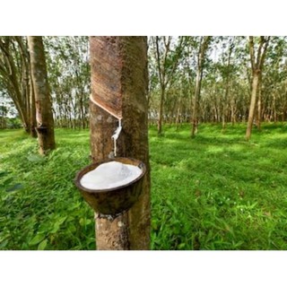 Etrolin 1000 Latex Stimulant 500ml / Penggalak Susu Getah / Red Merah ...